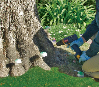 Поступили в продажу препараты MAUGET (USA) для микроинъекций в стволы ...